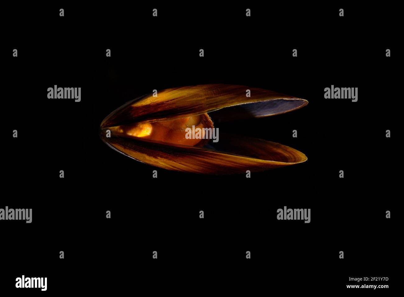 Shelled mussel hi-res stock photography and images - Alamy