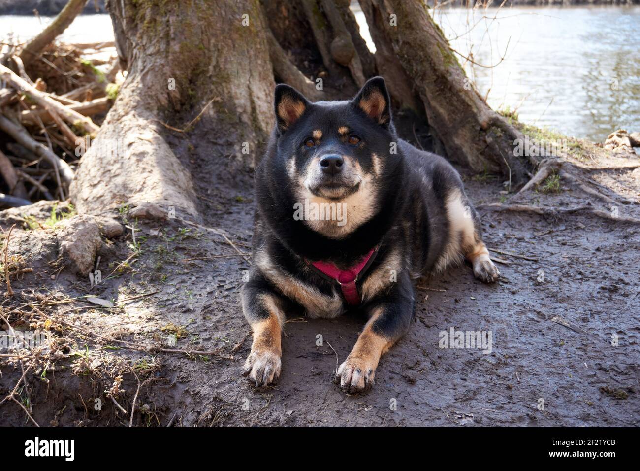 A closeup shot of a fat german shepherd dog resting beside a tree near ...