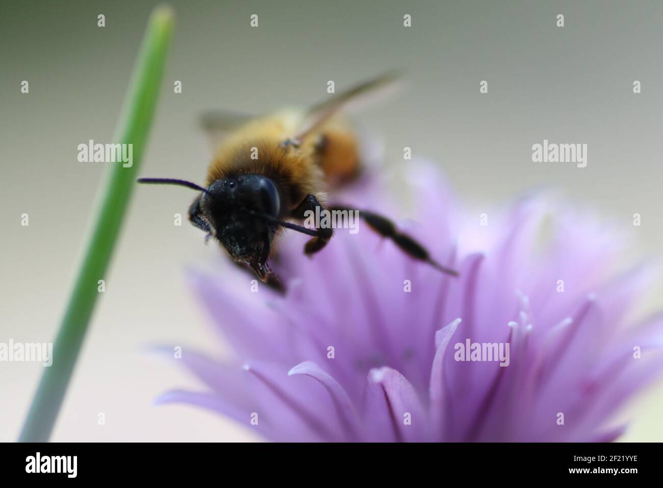 Bee on a chive blossom Stock Photo - Alamy