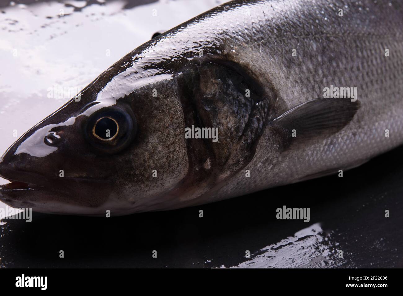 Close up european seabass fish hi-res stock photography and images - Alamy
