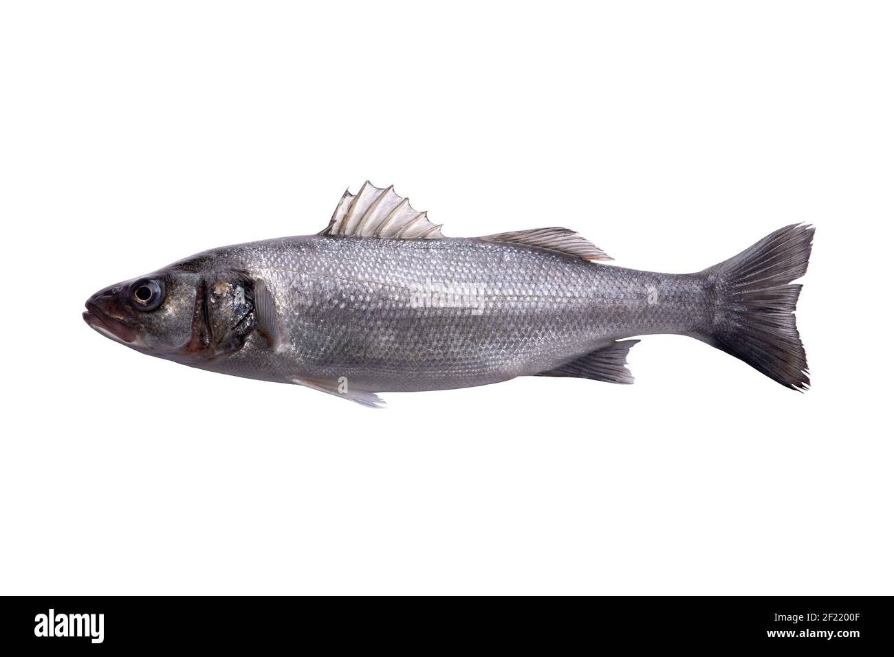 Raw sea bass, one fresh sea bass fish isolated on white background with ...