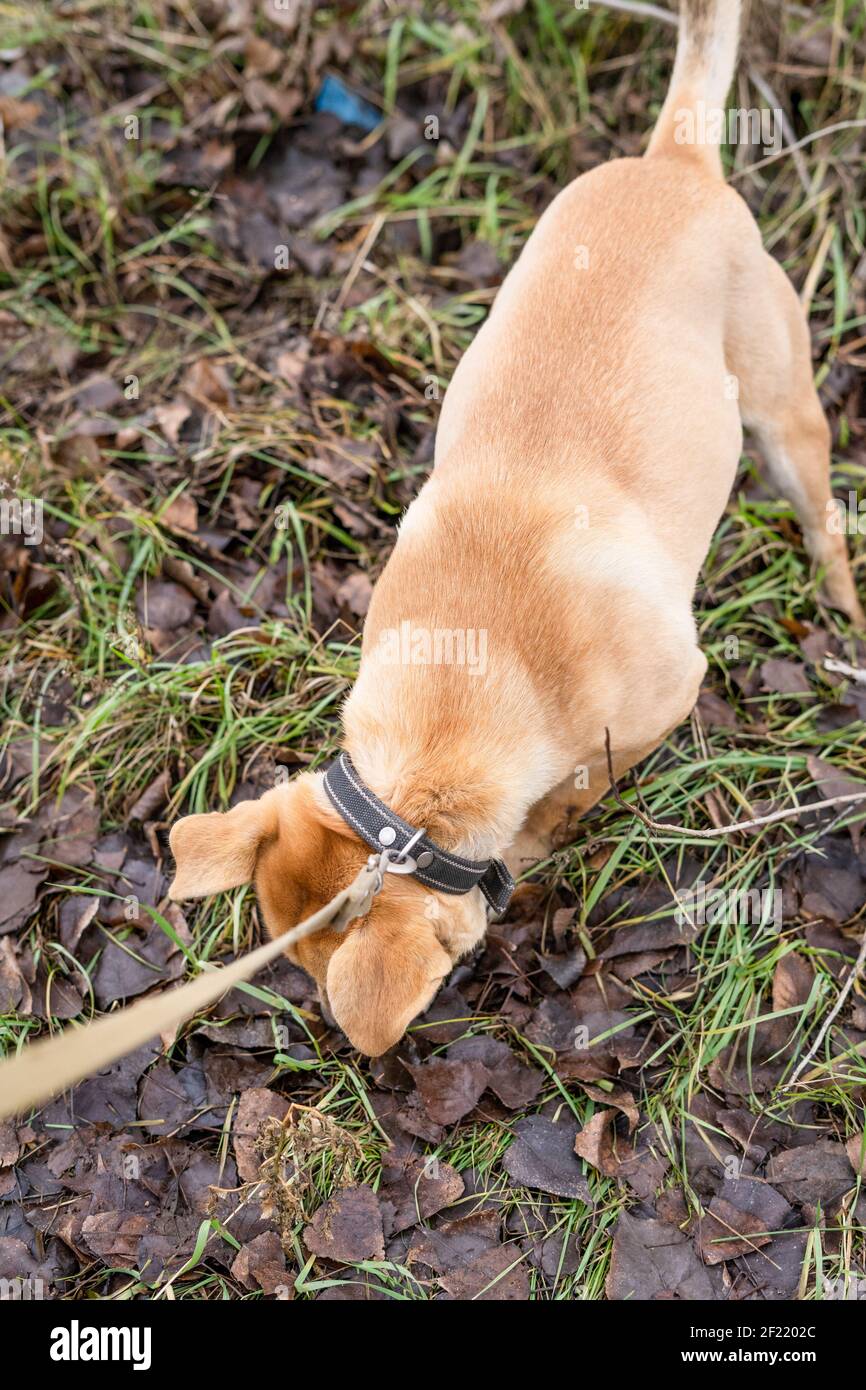 Walk in nature with a light brown dog on a leash Stock Photo - Alamy