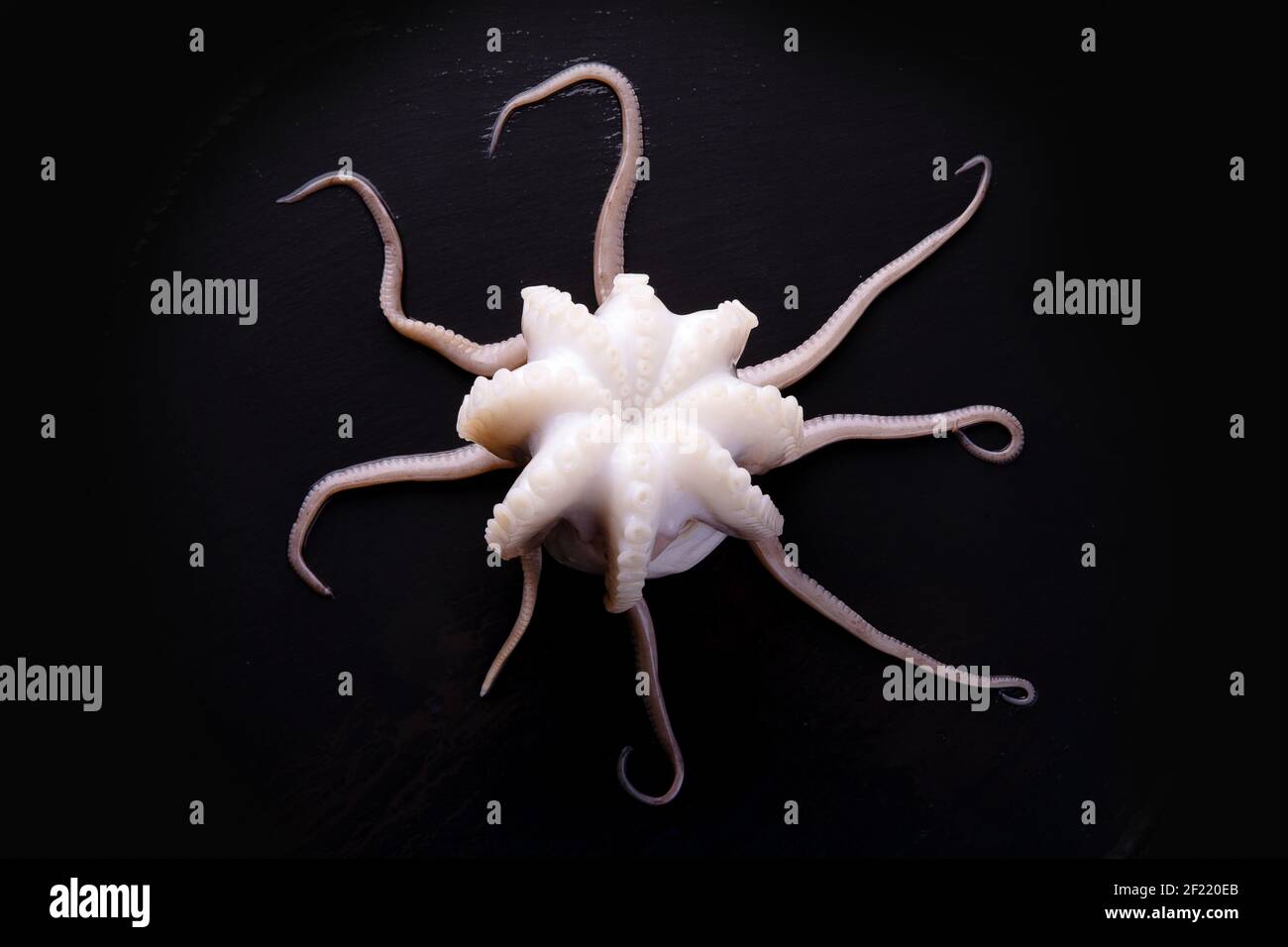 top view of tentacles of raw cuttlefish over dark background Stock ...