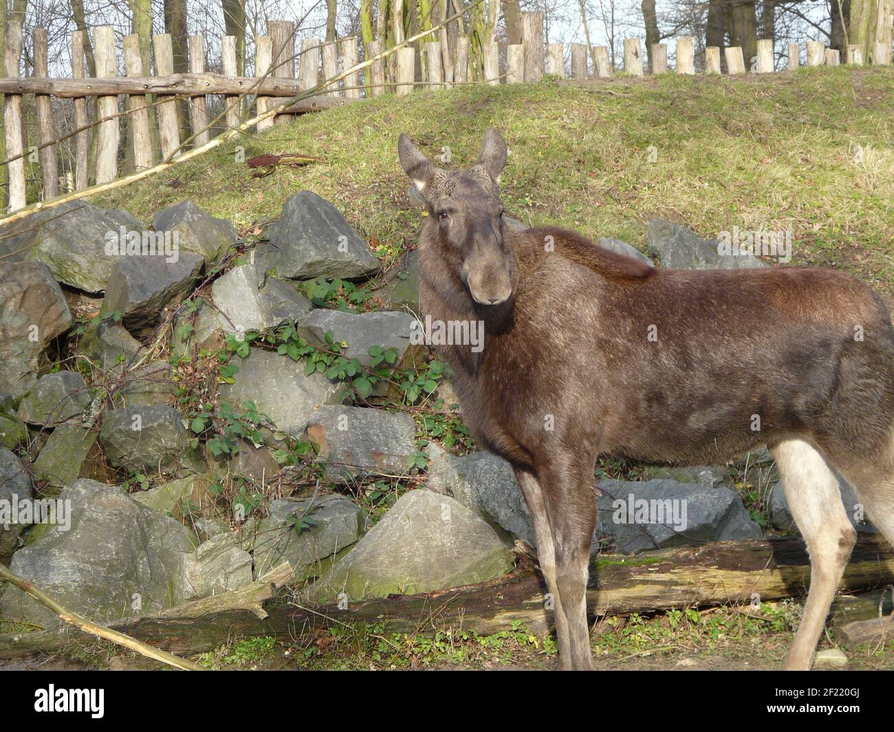 Moose in zoo hi-res stock photography and images - Alamy