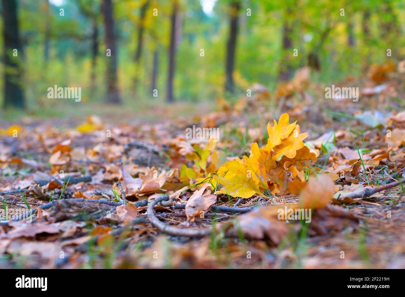 Fall leaves ground forest autumn Stock Photo - Alamy