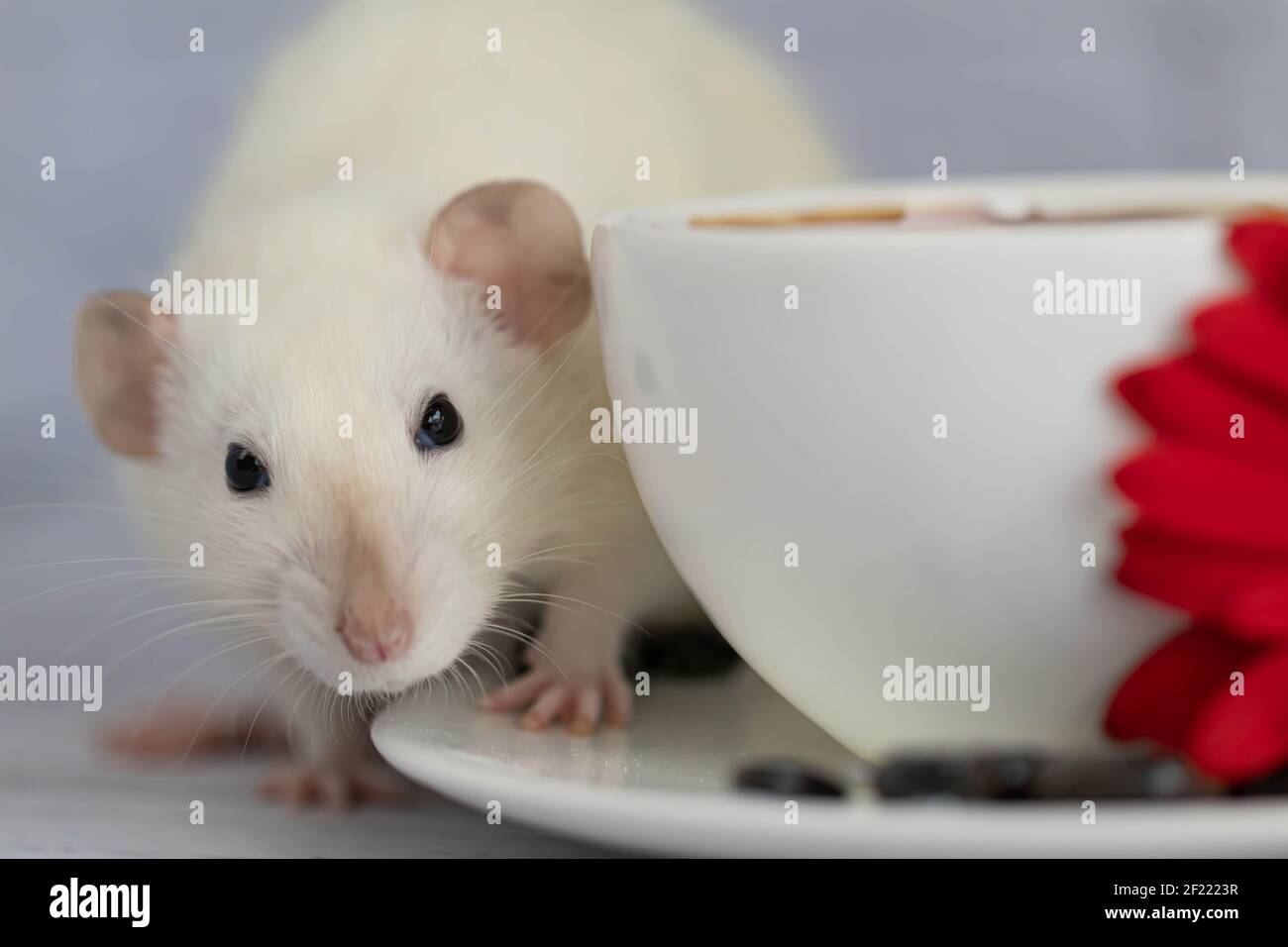 A cute and funny little white decorative rat sits next to a coffee cup ...