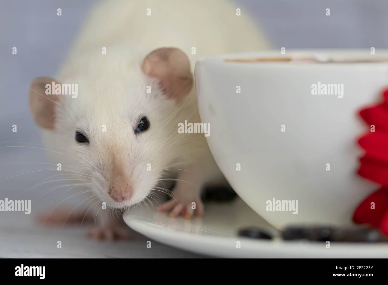 A cute and funny little white decorative rat sits next to a coffee cup ...