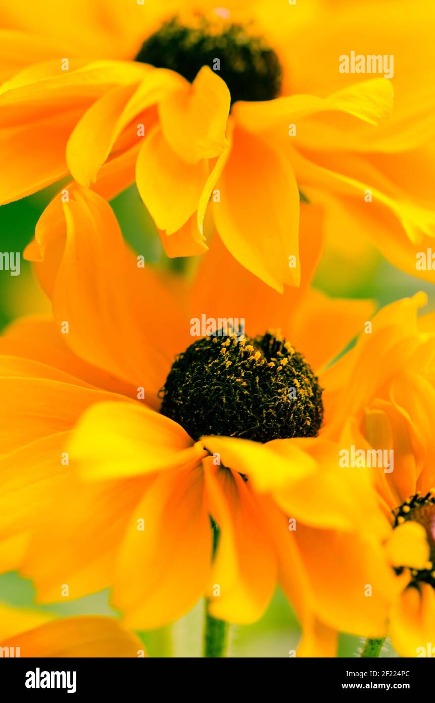Yellow flower image hi-res stock photography and images - Alamy