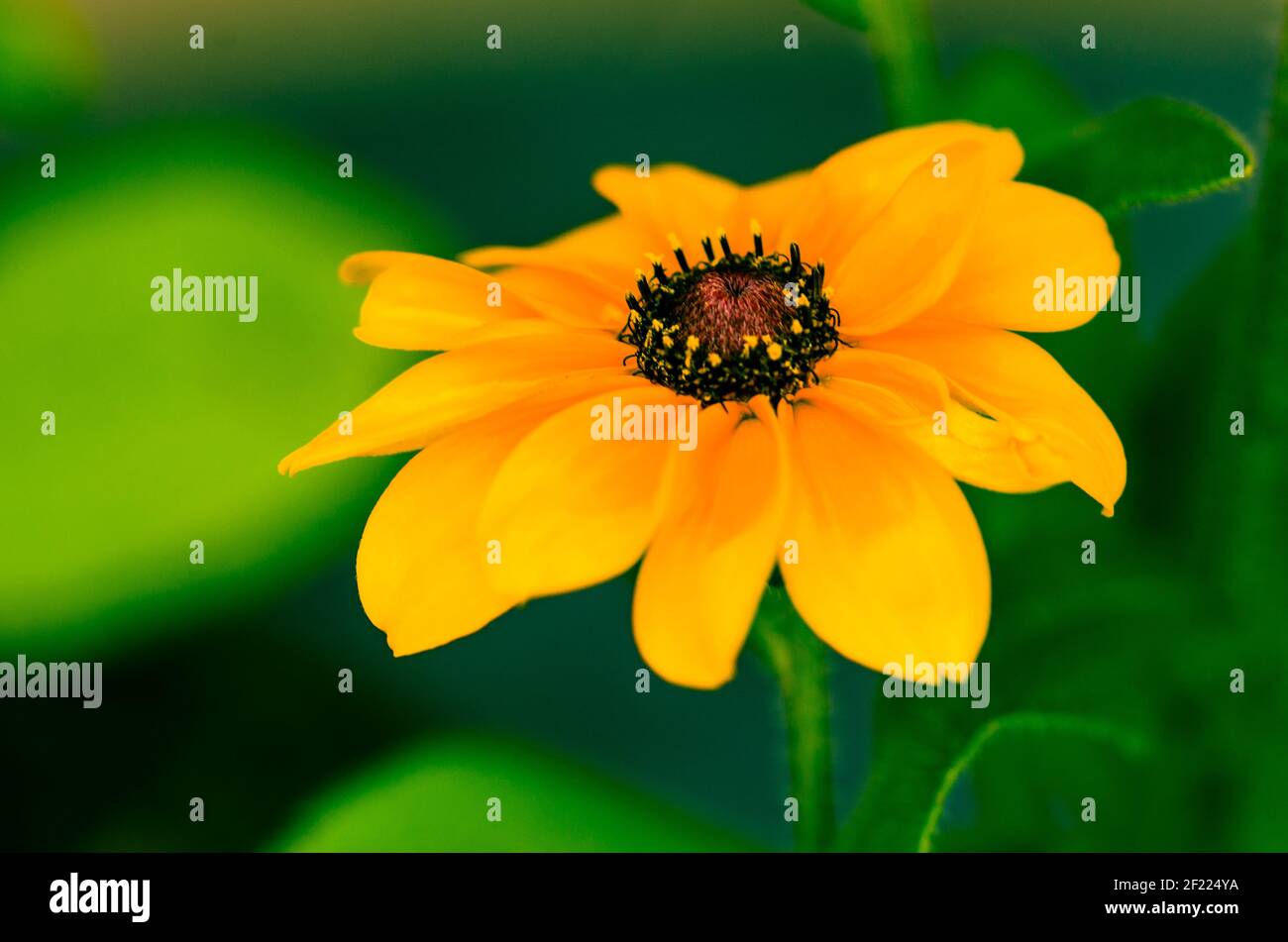 detail of yellow flower image Stock Photo - Alamy