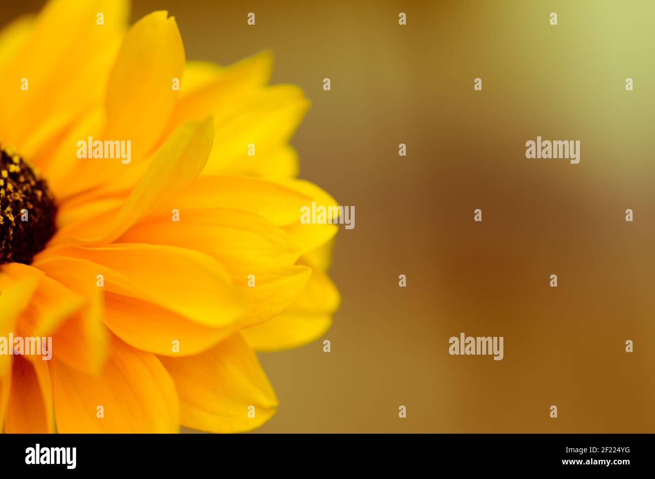 detail of yellow flower image Stock Photo - Alamy