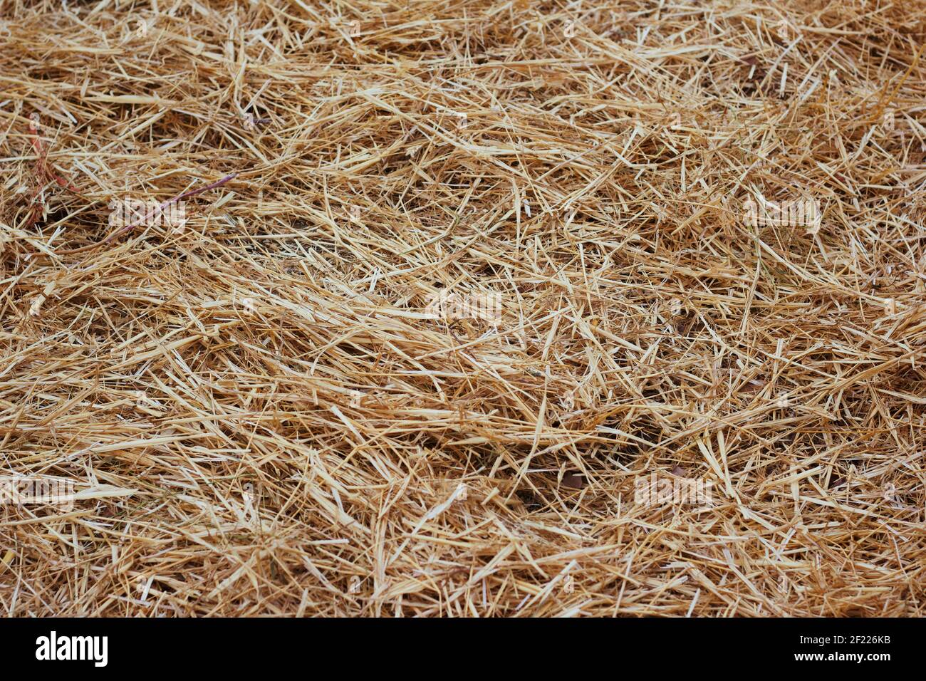 yellow straw texture. in the farm Stock Photo - Alamy