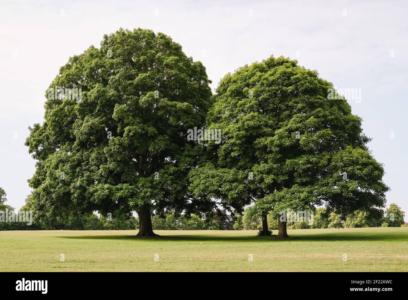 Two large trees in a green meadow during the summer Stock Photo - Alamy