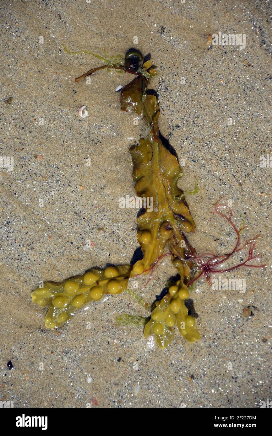 Bladderwrack on a beach Stock Photo - Alamy
