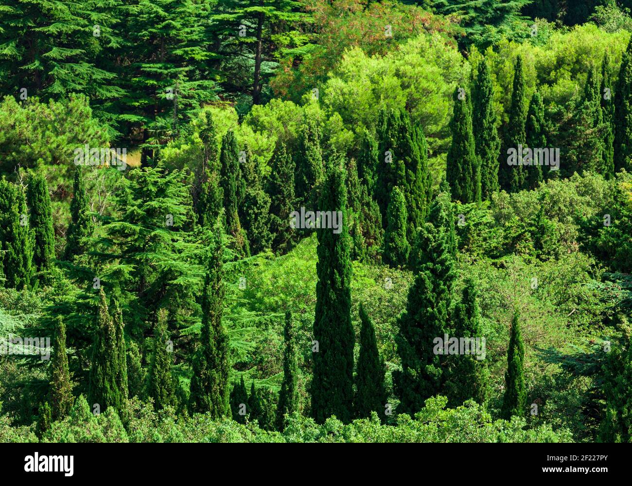 Coniferous landscaping hi-res stock photography and images - Alamy