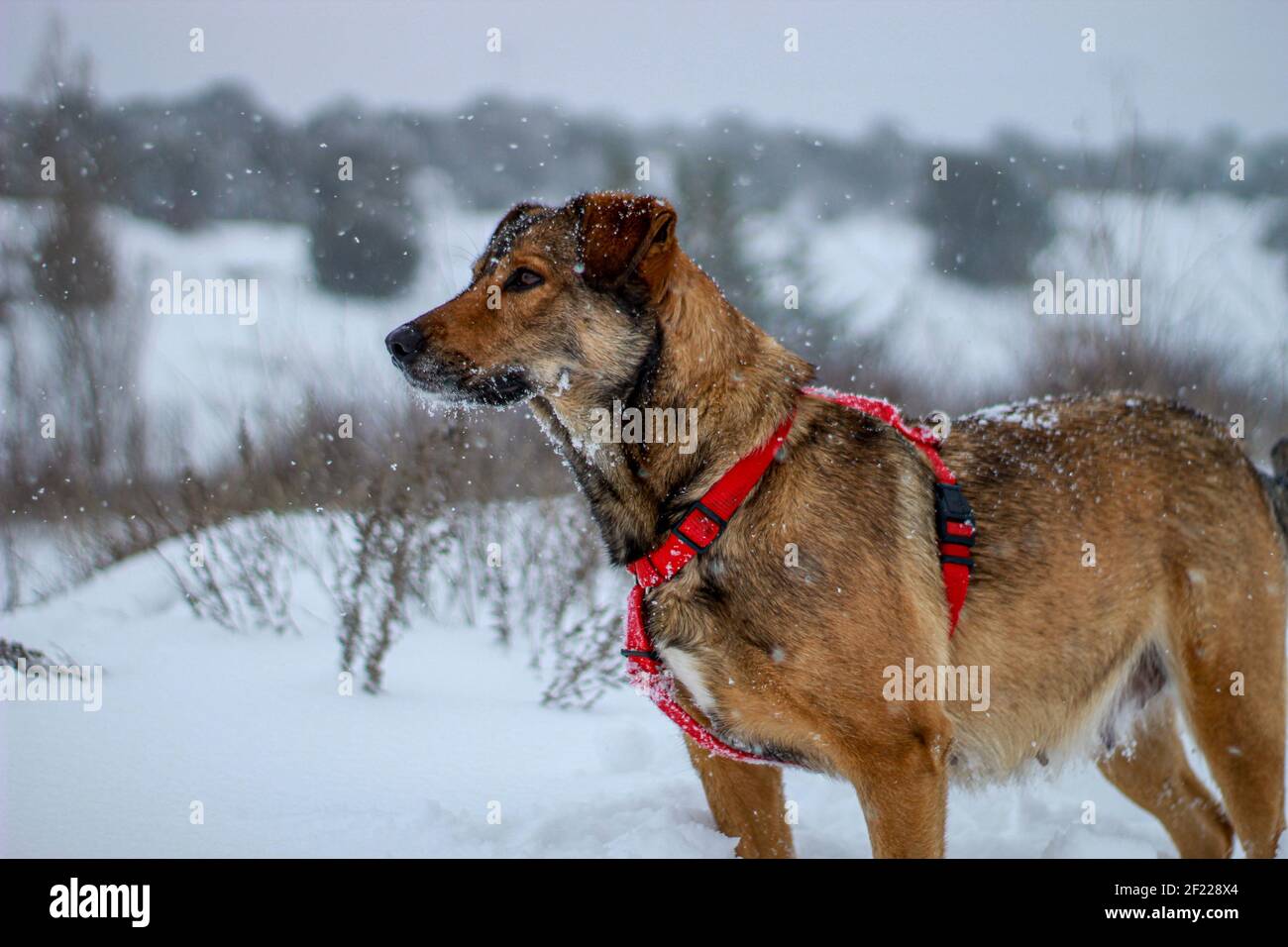 A cute domestic dog standing in the snow Stock Photo - Alamy