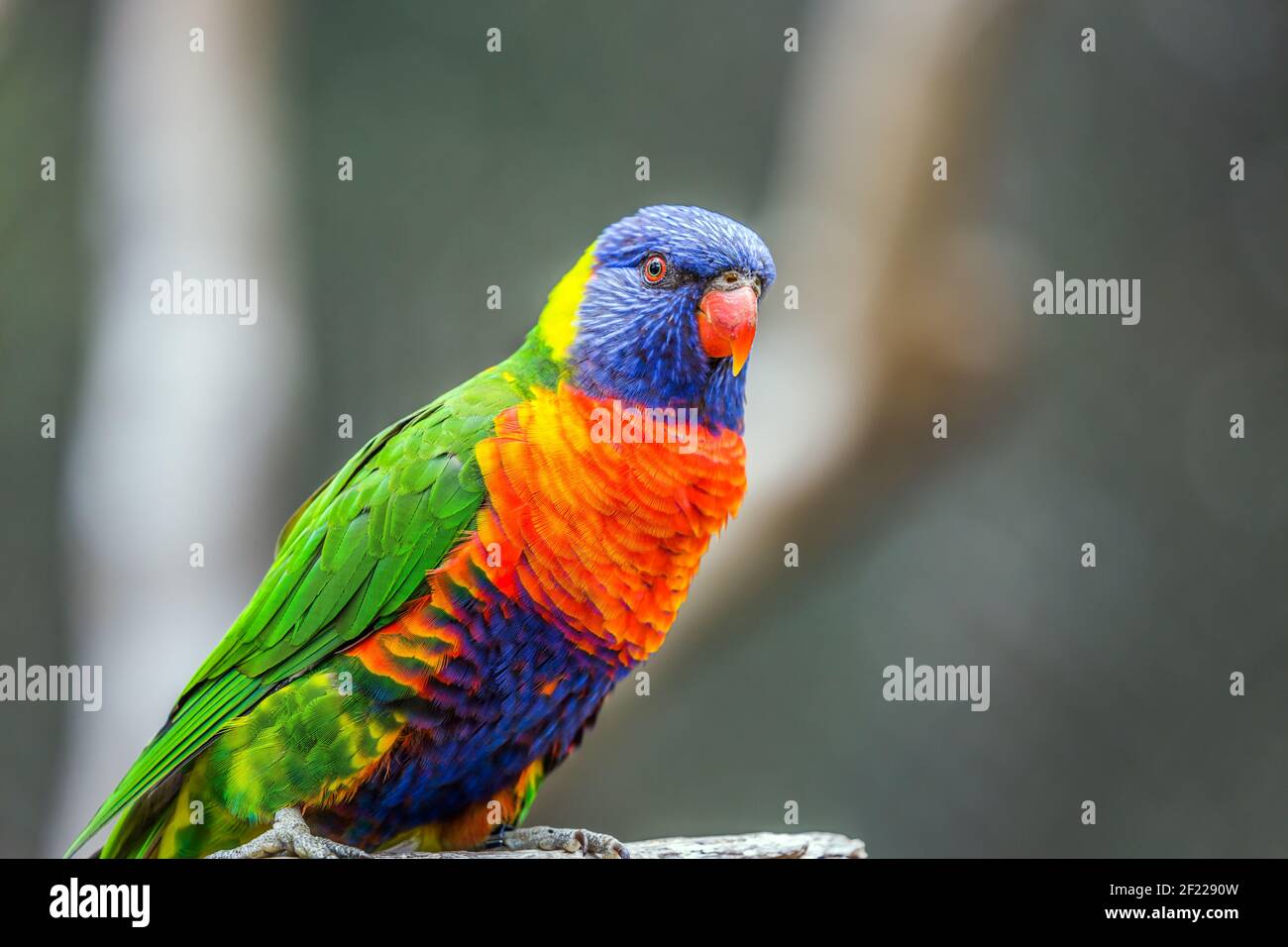 Parrot sitting on a tree stump Stock Photo - Alamy