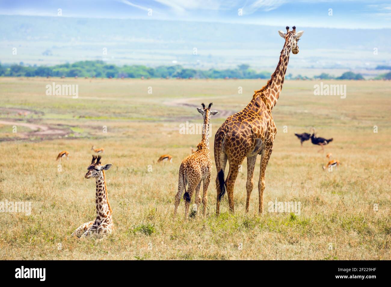 Giraffe cub hi-res stock photography and images - Alamy