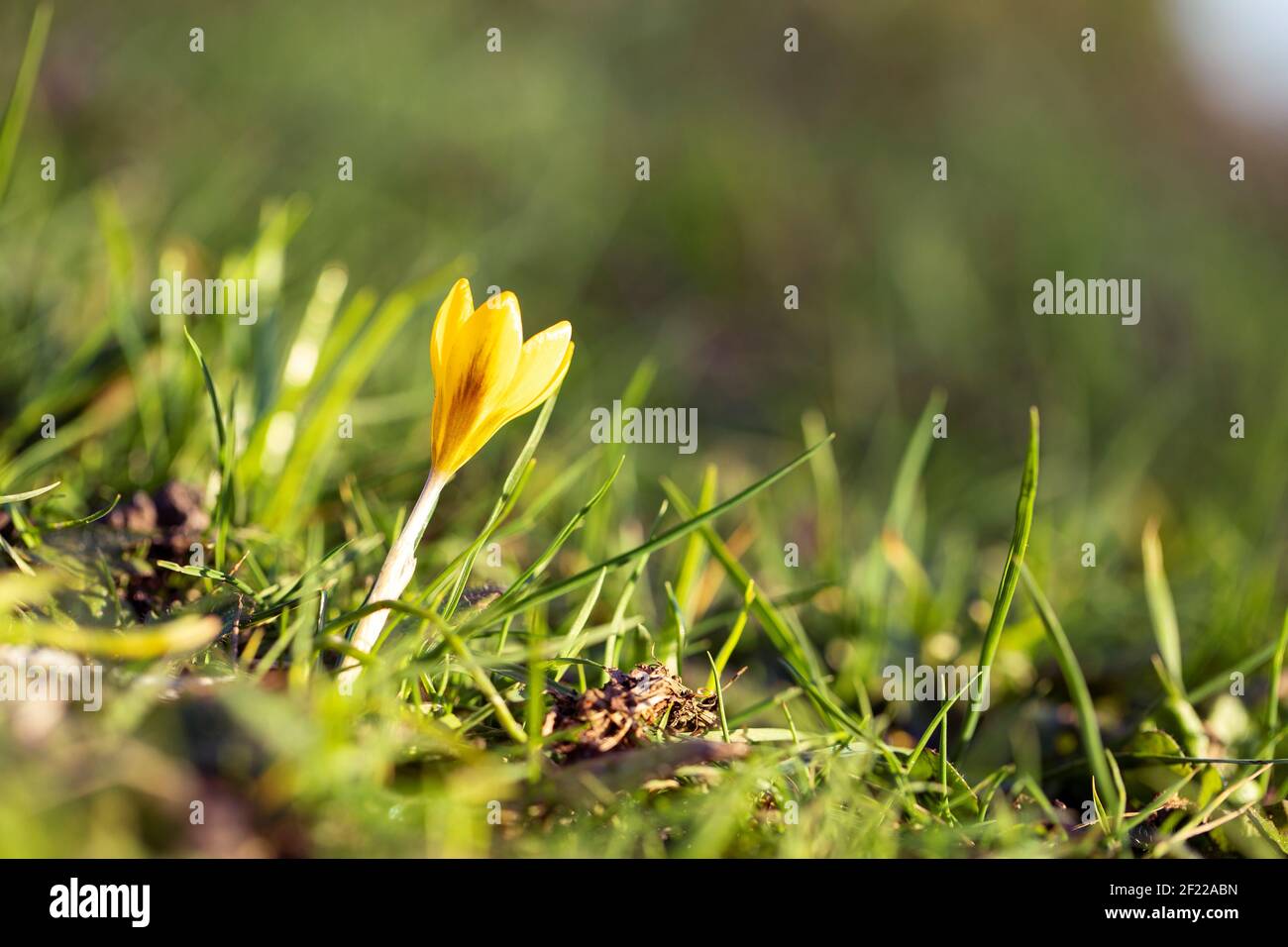 A close up portrait of a small yelow crocus flavus flower standing in ...