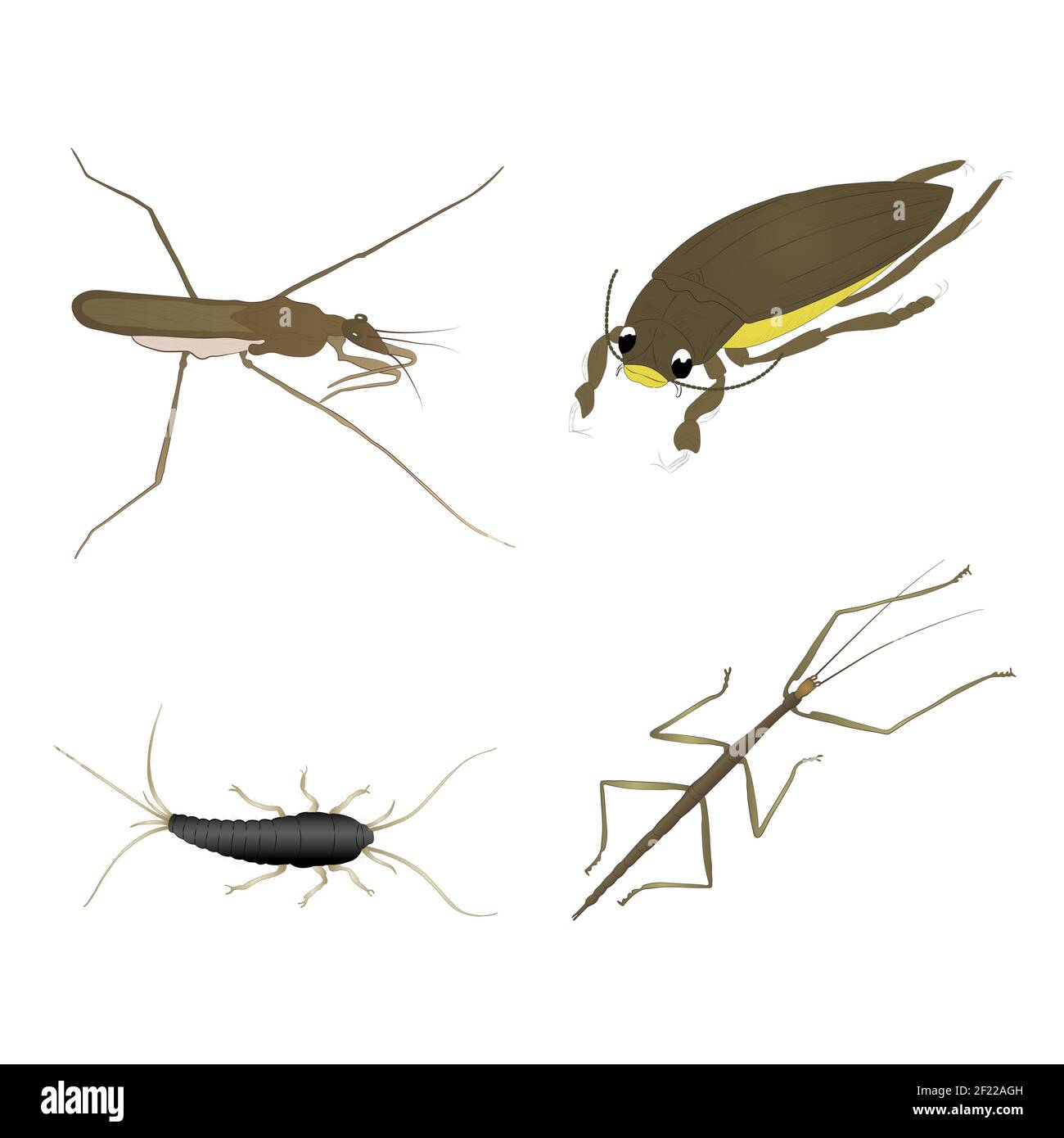 Stick insect white background Stock Vector Images - Alamy