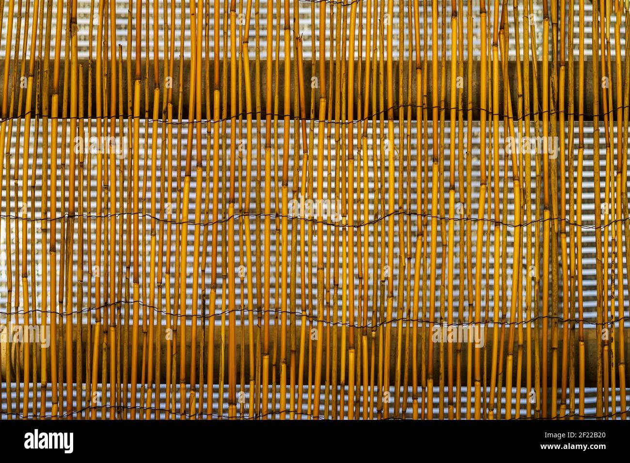 Texture of Natural reeds, twigs, close-up, pattern for background Stock ...