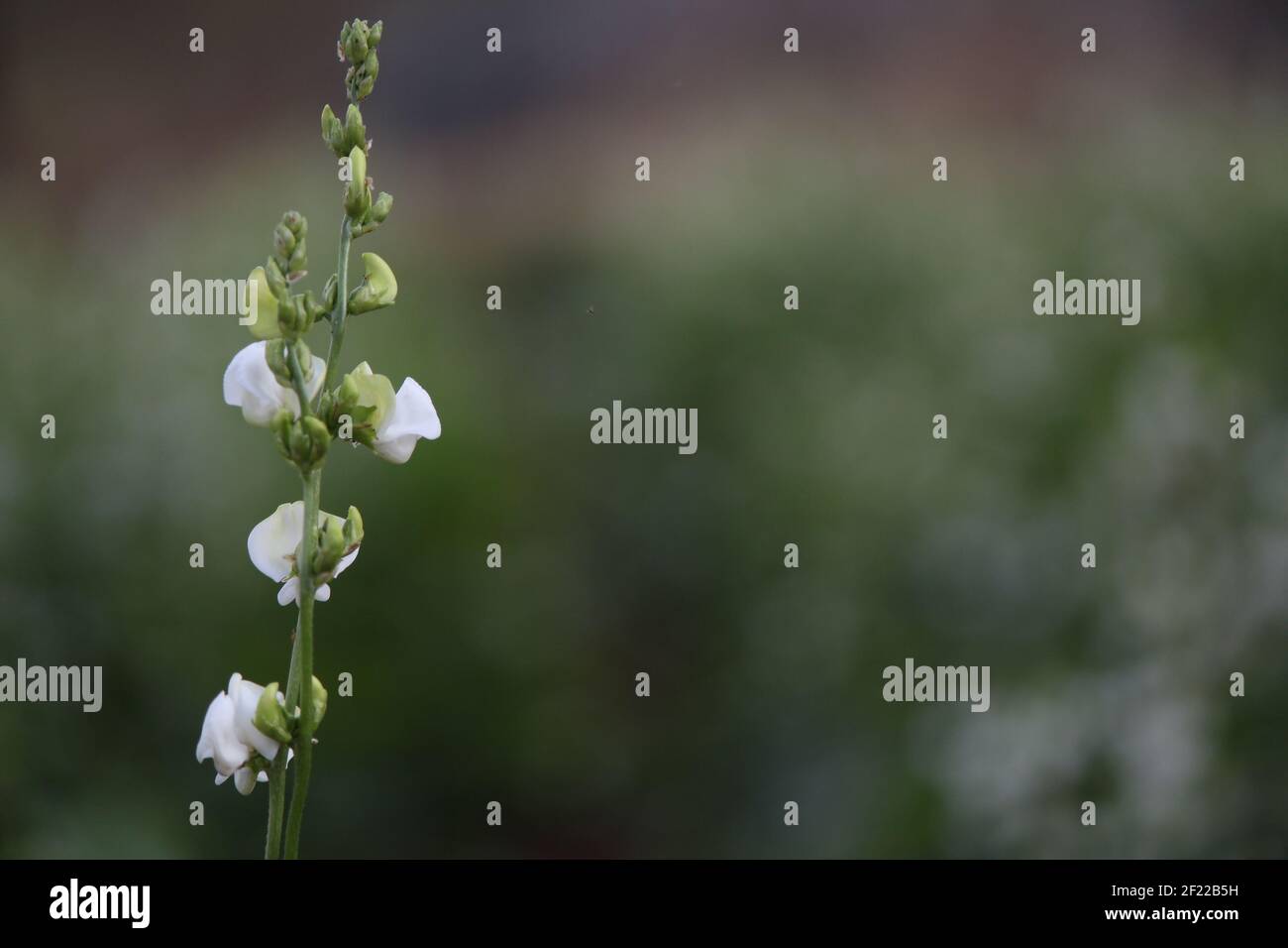 Lablab bean flower dolichos lablab hi-res stock photography and images ...