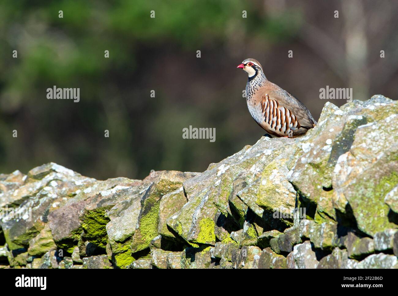 Partridge shooting england hi-res stock photography and images - Alamy