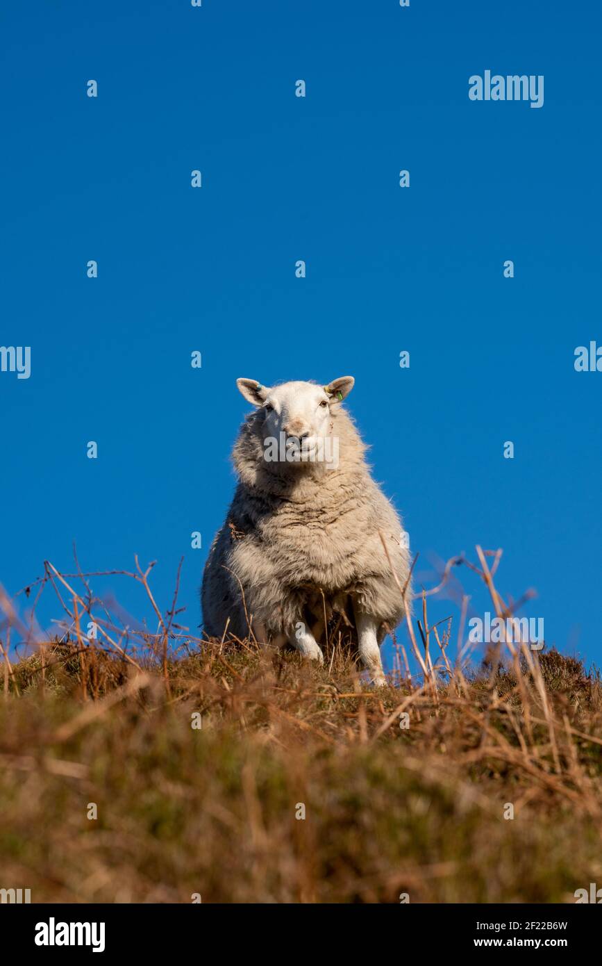 A Cheviot ewe on moorland, Dunsop Bridge, Clitheroe, Lancashire, UK ...