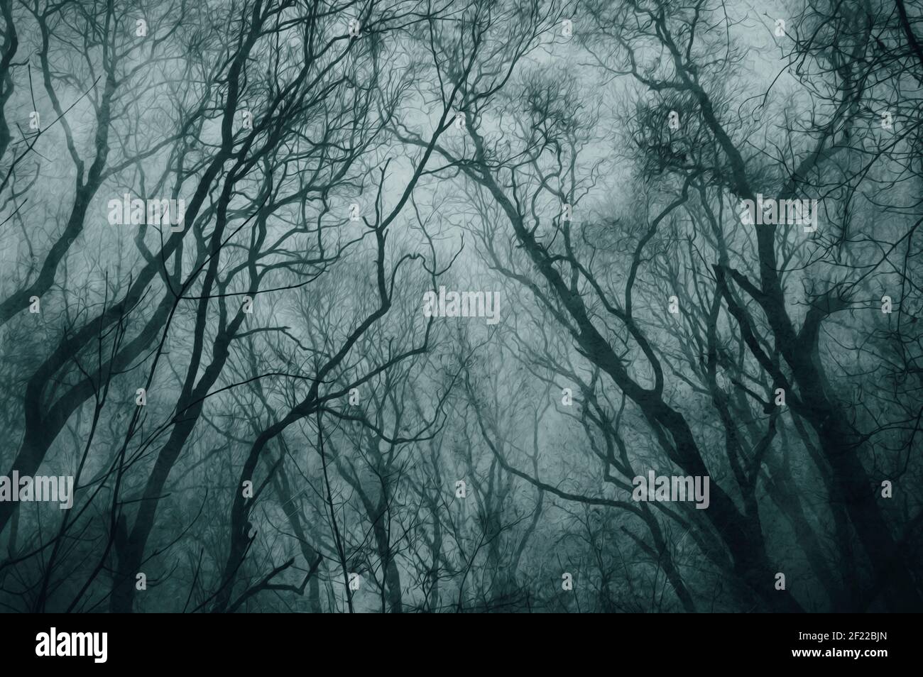 An atmospheric, moody concept. Looking up at a spooky forest of a trees ...
