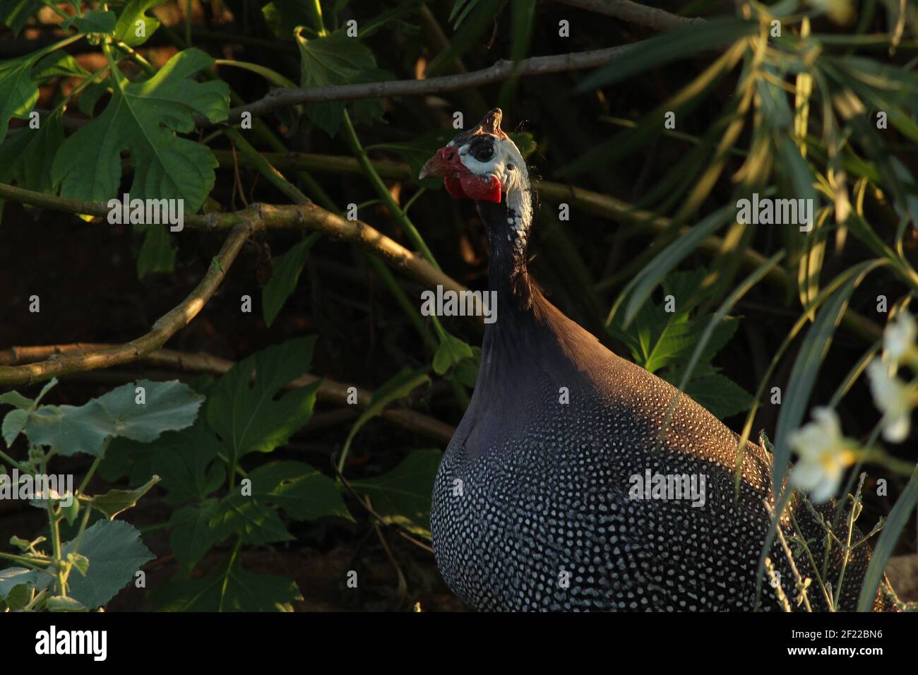 A portrait of a guinea fowl bird on the background of greenery Stock ...