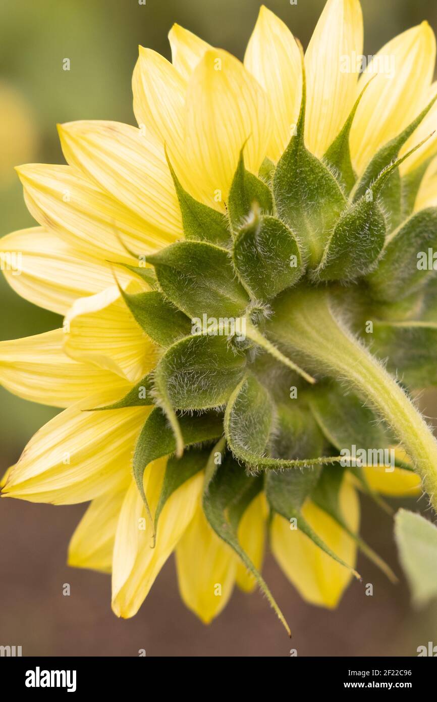 Back of sunflower hi-res stock photography and images - Alamy