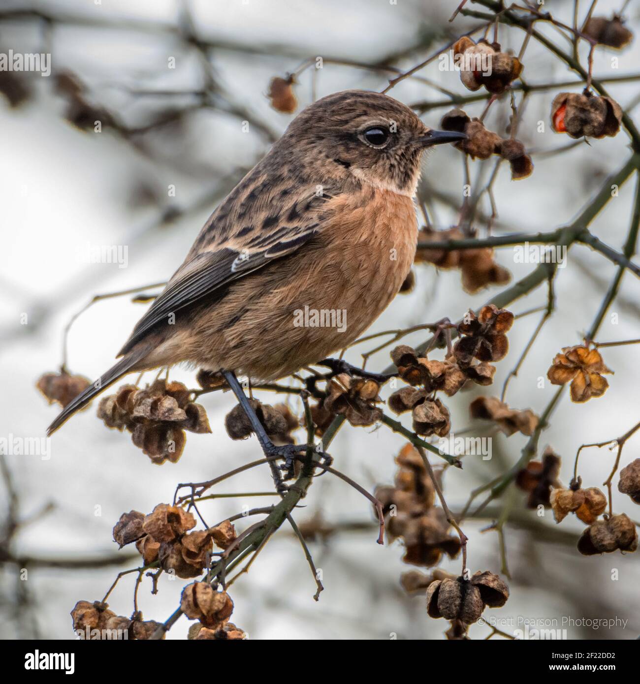 Stonechat photos hi-res stock photography and images - Alamy