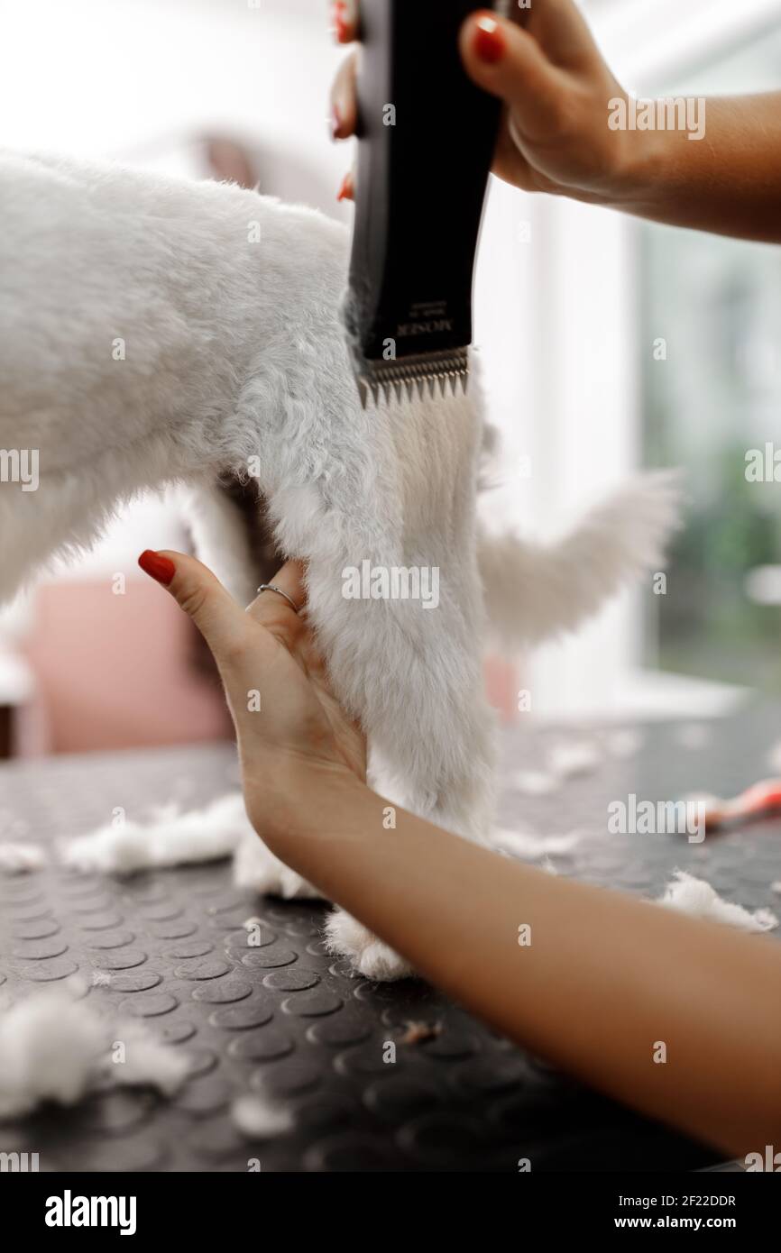 Cropped shot of a young blonde pet beautician and white purebred bichon ...