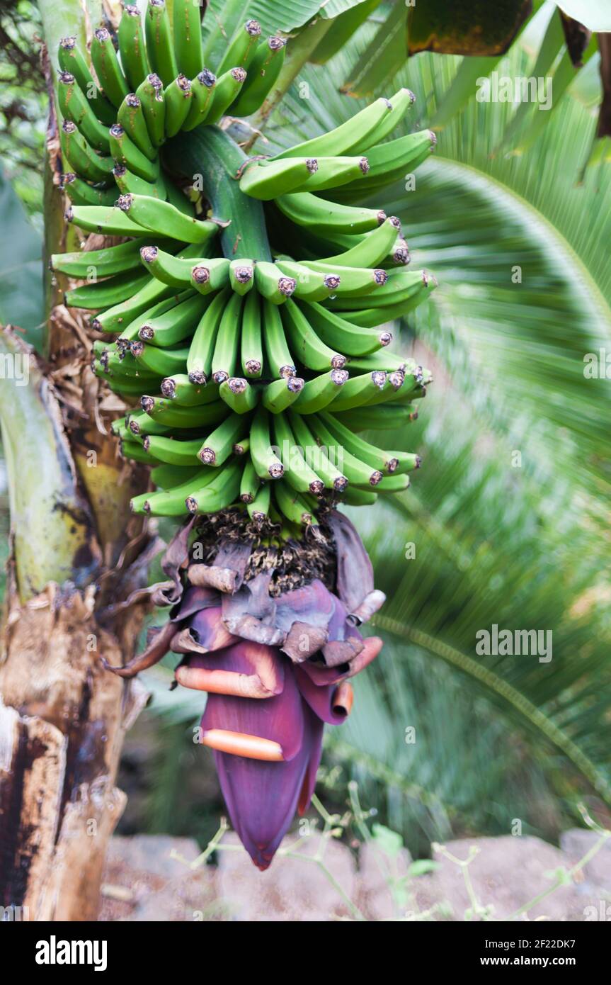 Large banana tree hi-res stock photography and images - Alamy