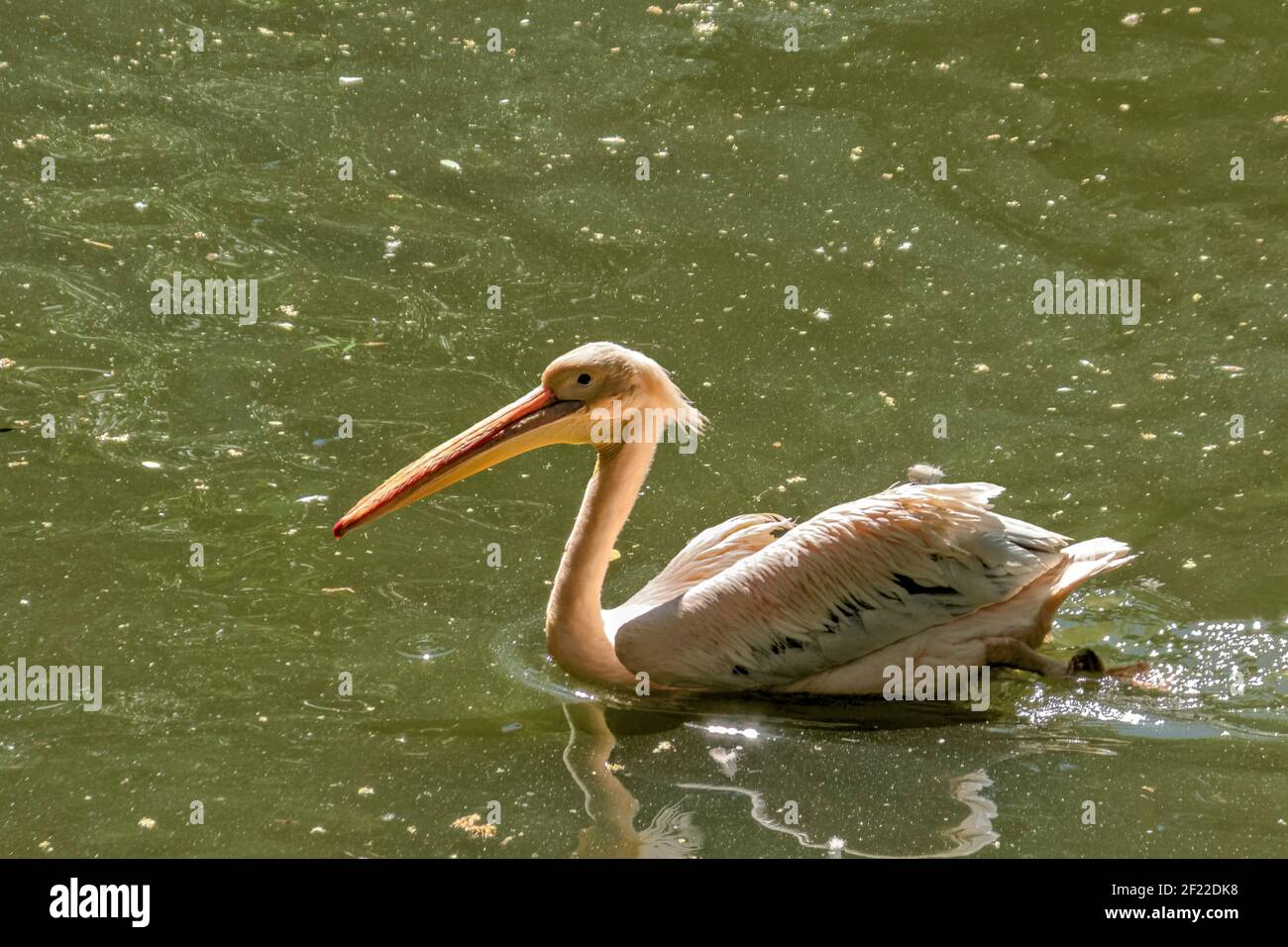 Pelican pelecanus onocrotalus zoo hi-res stock photography and images ...