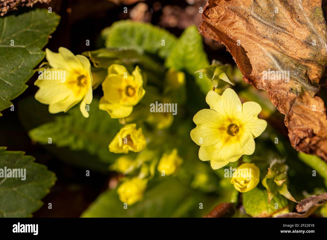 Bunch of yellow flowering primroses hi-res stock photography and images ...