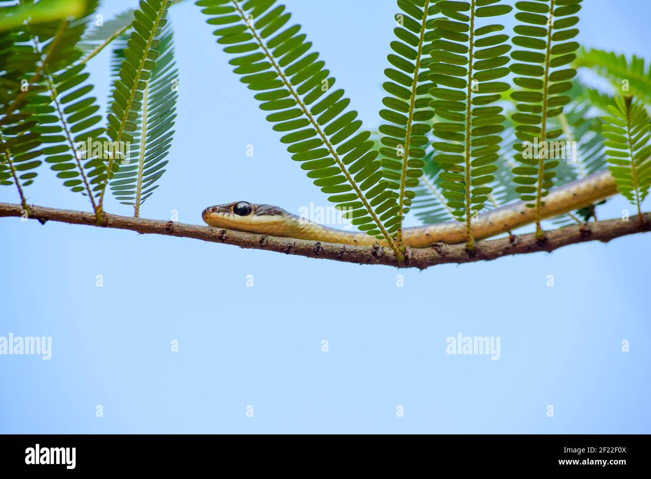 Dendrelaphis tristis snake and the common name is Bronzeback tree snake ...
