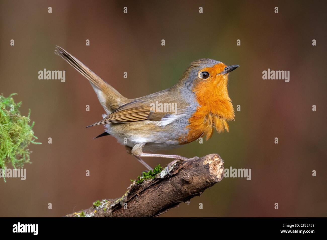 Robin photographs hi-res stock photography and images - Alamy