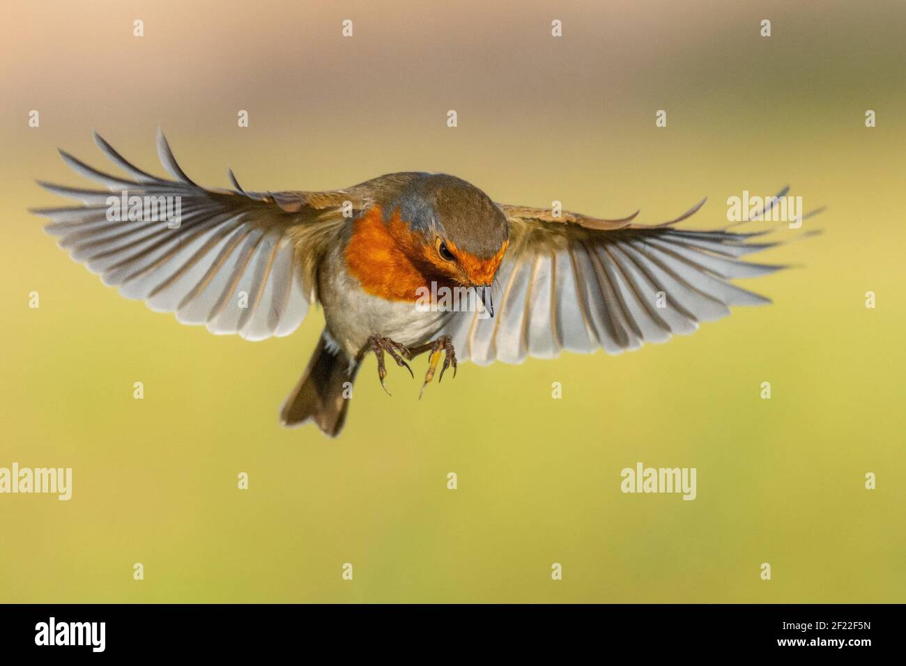 Robin in flight hi-res stock photography and images - Alamy