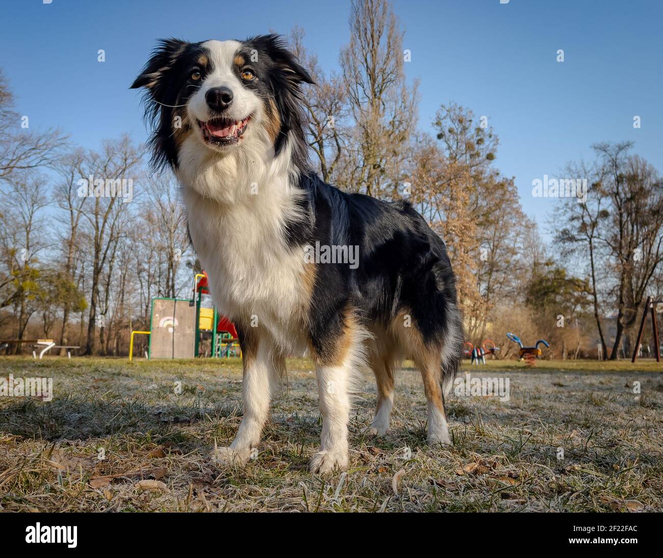 Australian Shepherd Dog playing at spring park. Happy Aussie walks at ...