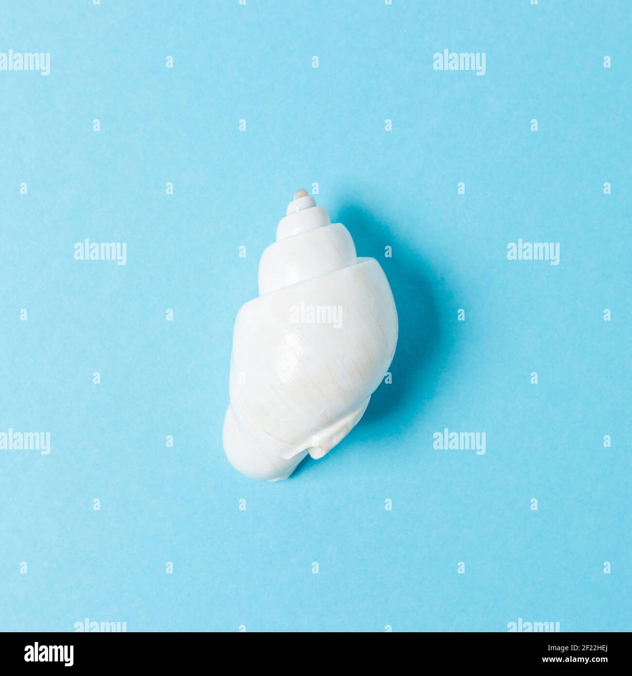 Seashell on pastel blue background. Summer minimal concept Stock Photo ...