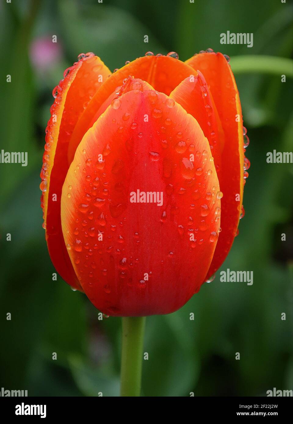 Geophytes plant hi-res stock photography and images - Alamy