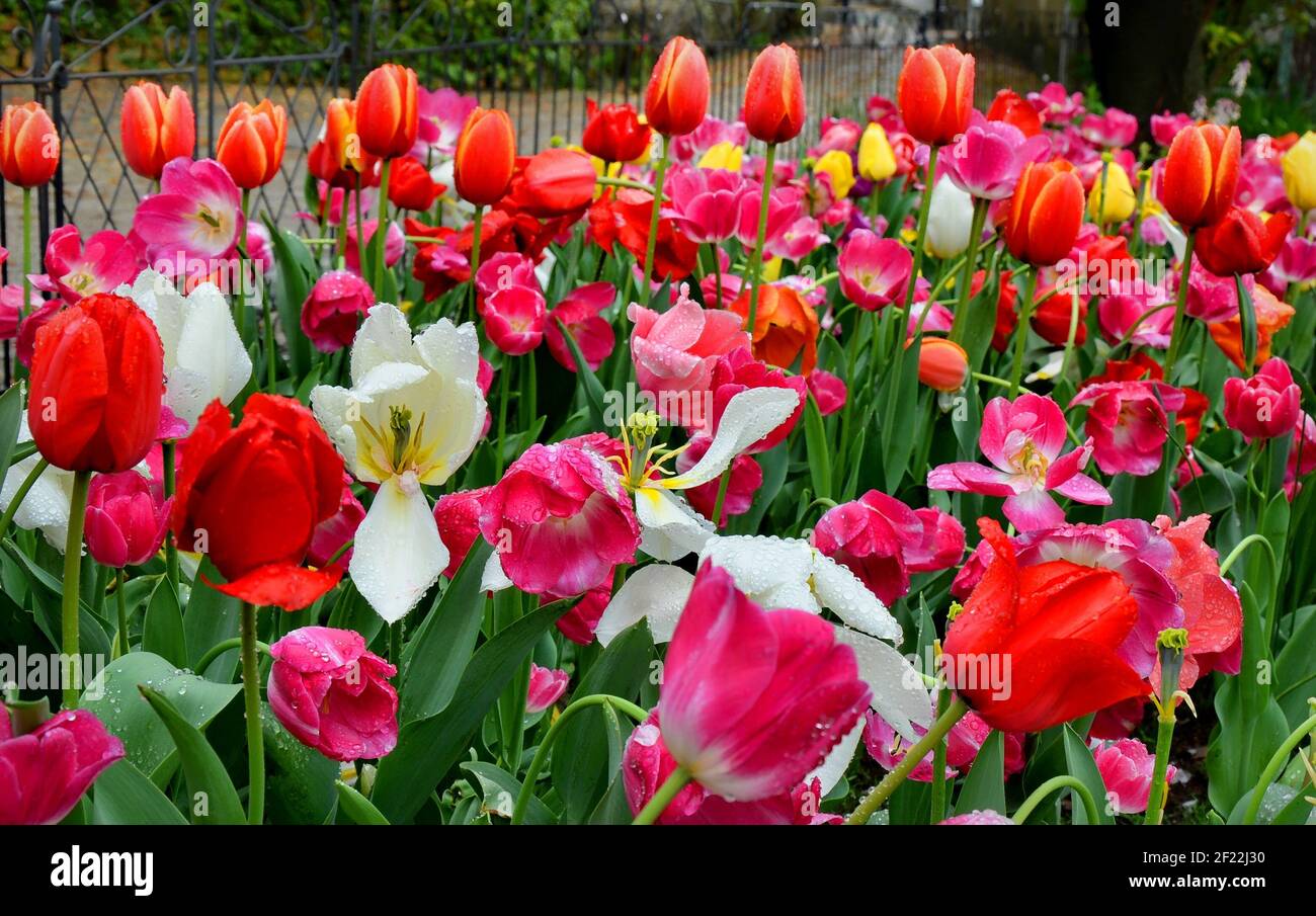 Perennial herbaceous bulbiferous geophytes hi-res stock photography and ...