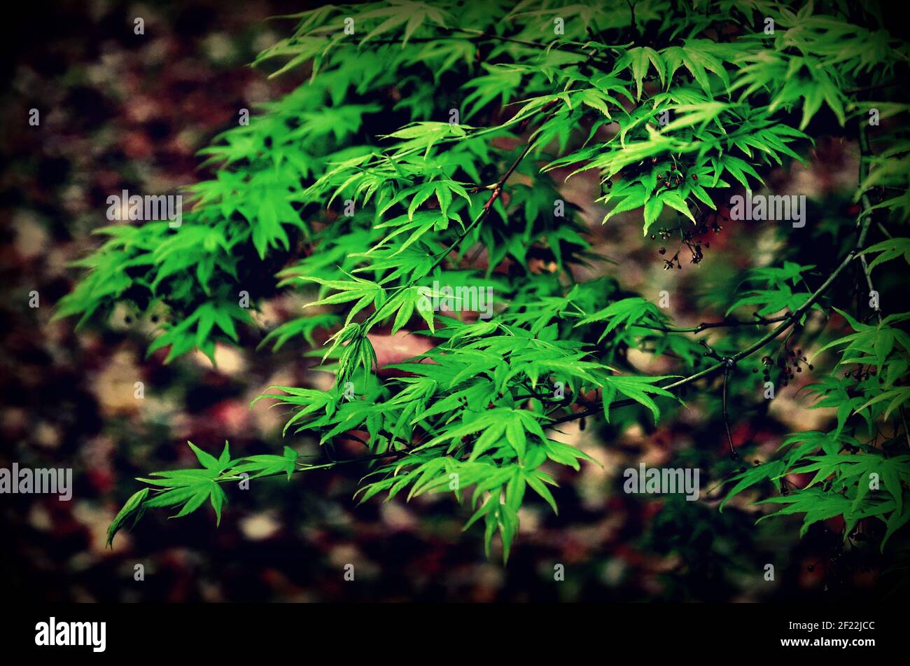 Acer japonicum, the Amur maple, downy Japanese-maple or fullmoon maple ...