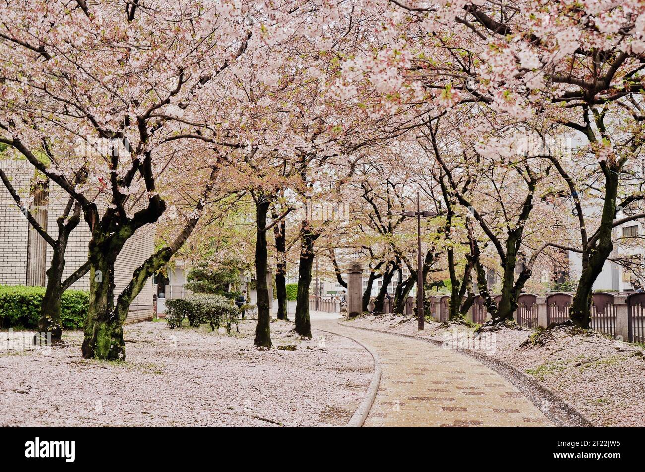Cherry blossoms trees in Tenjin Central Park, Fukuoka city, Japan Stock ...
