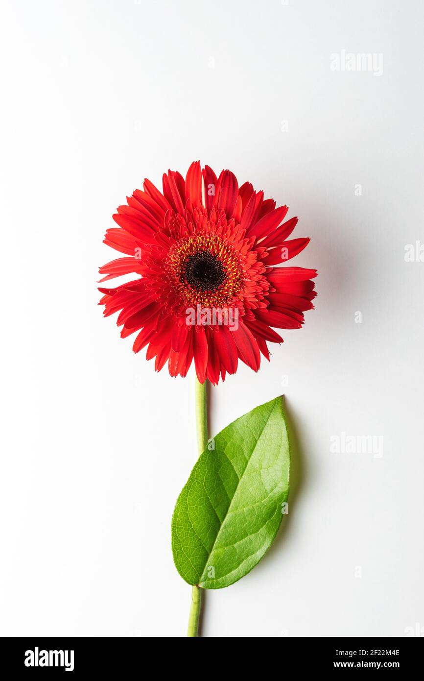Red daisy flower with a leaf on white background. Summer minimal ...