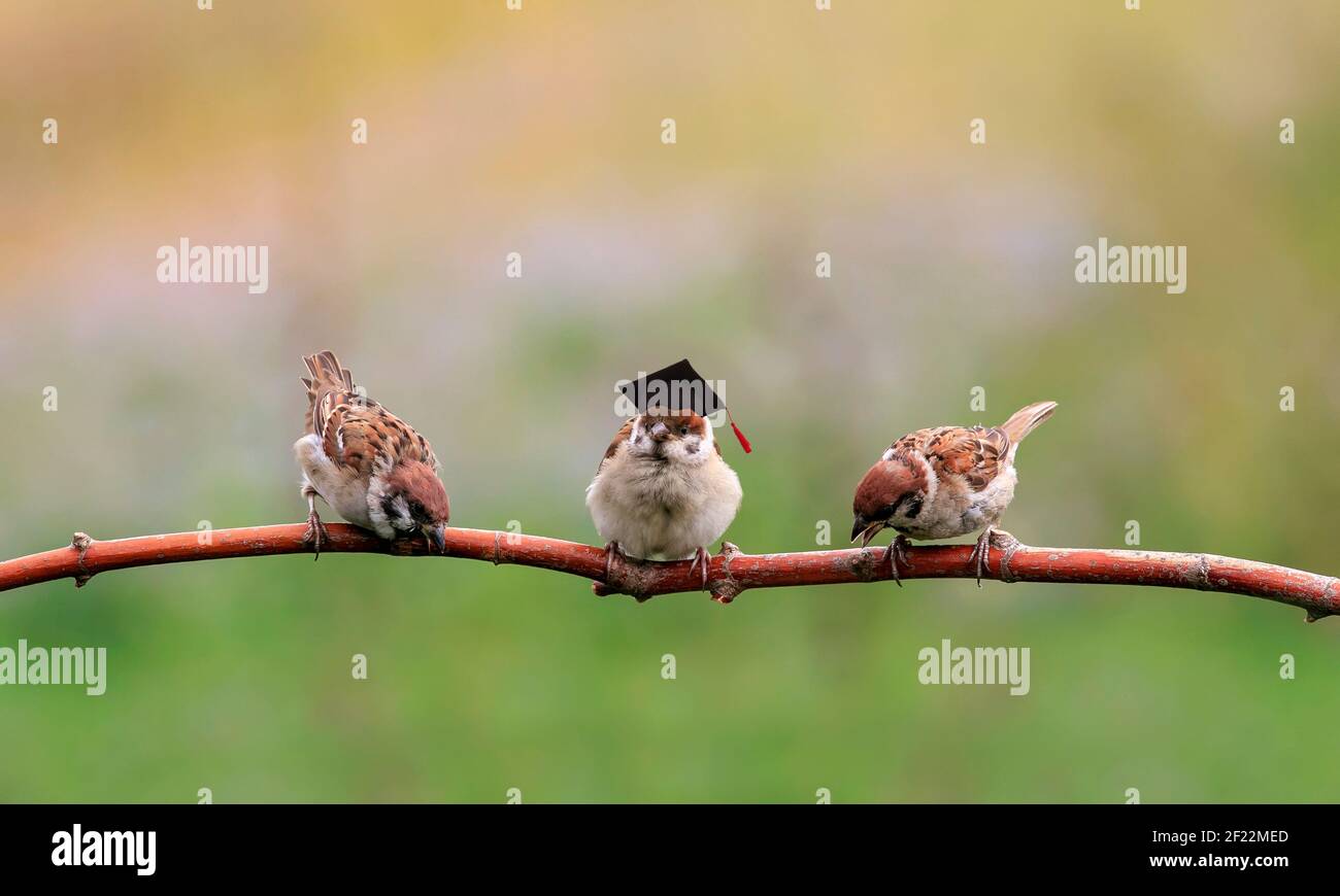 funny birds sparrows are sitting in the spring garden in the student ...