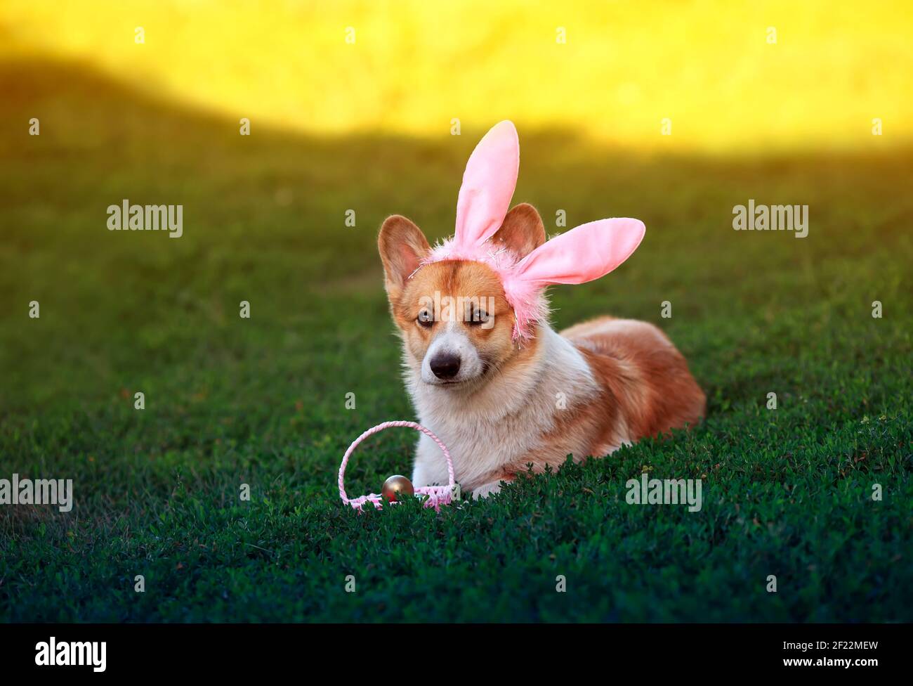 cute corgi dog puppy in Easter bunny ears lies on the green grass in ...