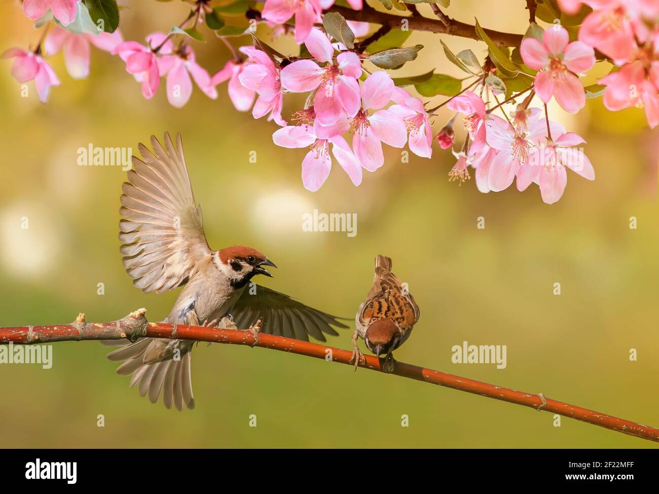 birds sparrows sit in the spring sunny blooming on the branches of an ...