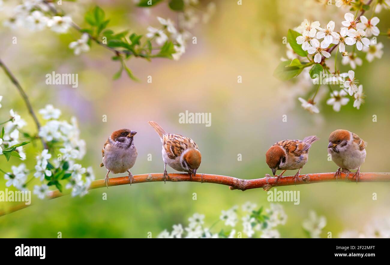 birds and baby sparrows they sit in spring sunny bloom on the branches ...