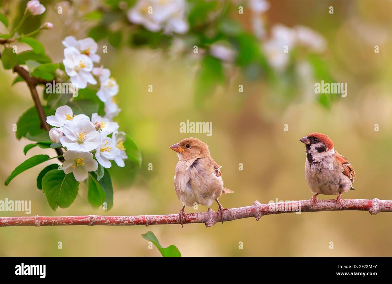 birds sparrows sit in the spring sunny blooming on the branches of an ...